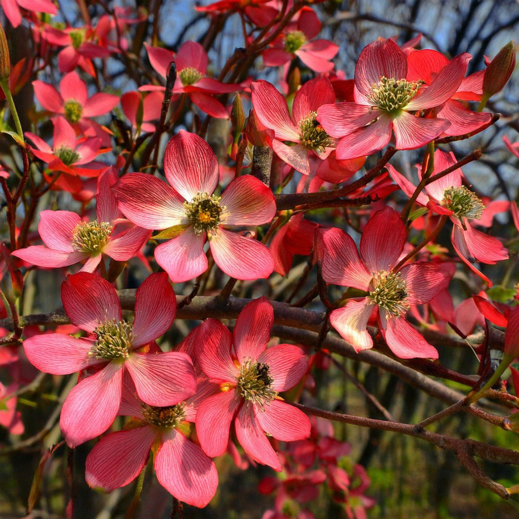 Cornouiller d'Amérique (Cornus Florida Cherokee) - Achat en ligne – La ...