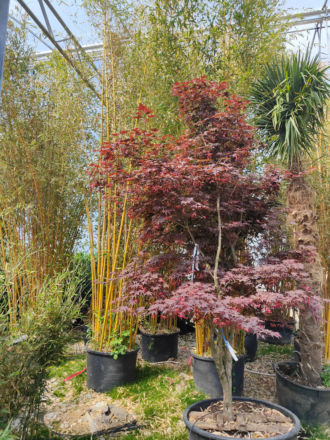 Quelles plantes associer à l'érable du Japon ? – La Bambouseraie de Paris