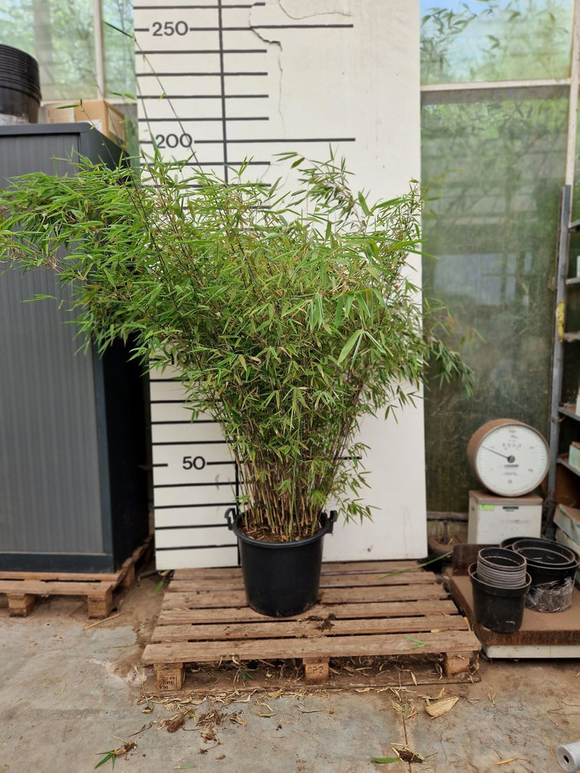 Fargesia Nitida Winter Joy - La Bambouseraie de Paris