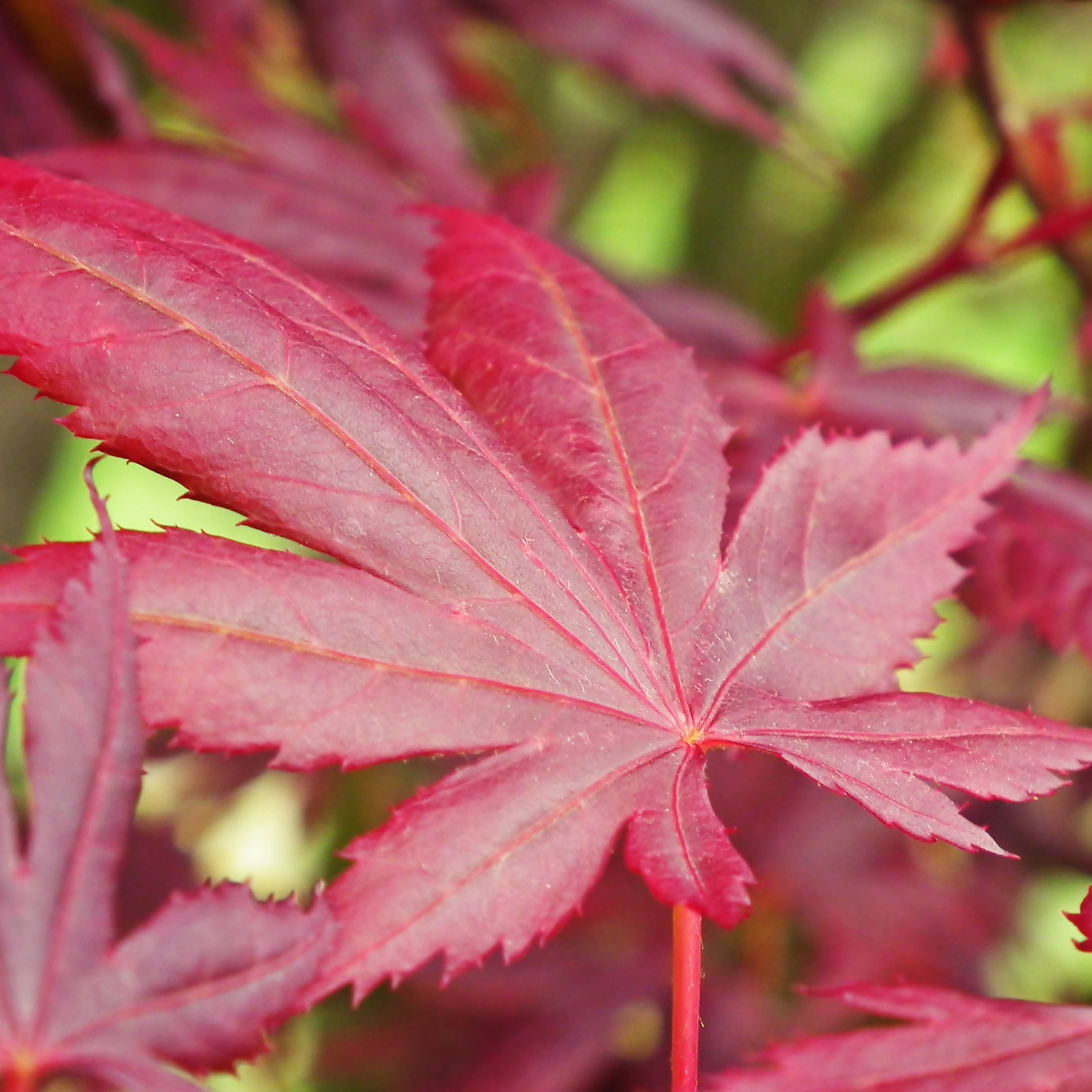 Acer Palmatum "Little Red" - La Bambouseraie de Paris
