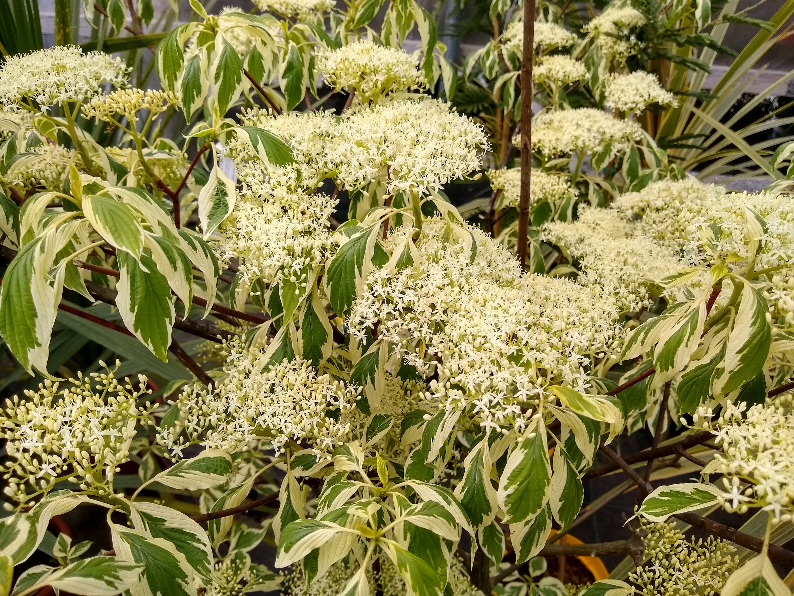 Cornus Controversa Variegata - La Bambouseraie de Paris
